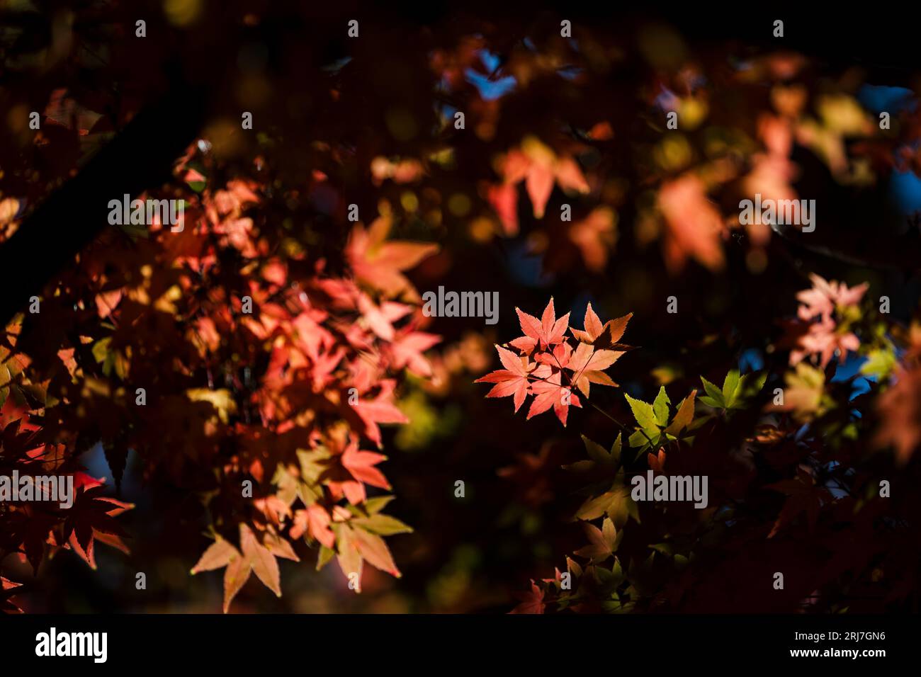 Beautiful fall leaves hi-res stock photography and images - Alamy