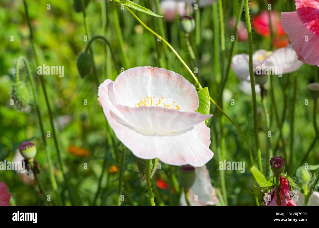 Beautiful poppies growing in hi-res stock photography and images - Alamy