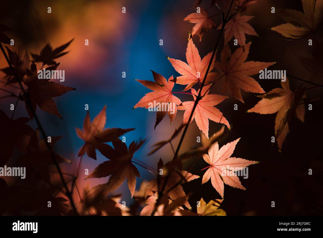 Tourism leaves hi-res stock photography and images - Alamy