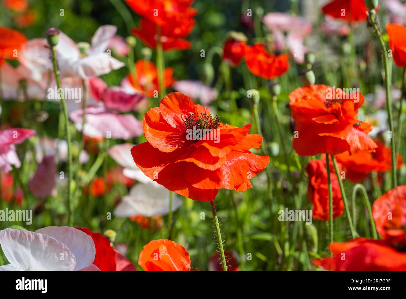 beautiful poppies growing in a flower bed Stock Photo - Alamy
