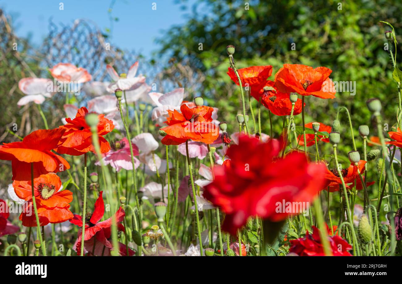 Beautiful poppies growing in hi-res stock photography and images - Alamy