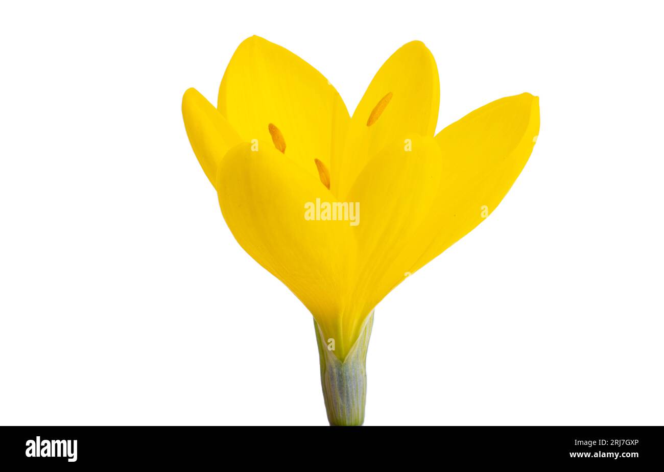 yellow crocus isolated on white background Stock Photo - Alamy