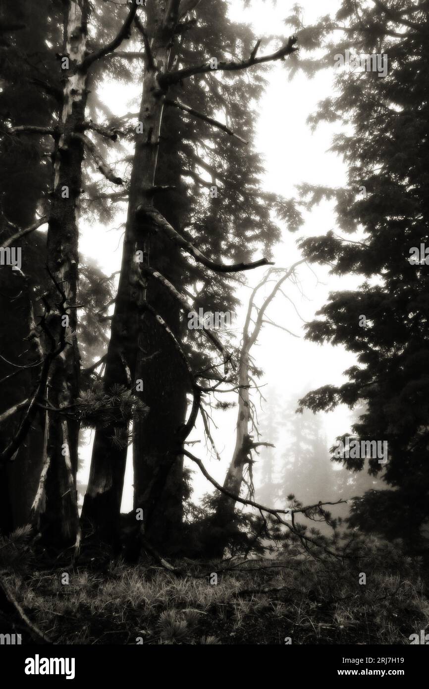 Misty forest at Crater Lake National Park, Oregon, USA. Evokes a ...