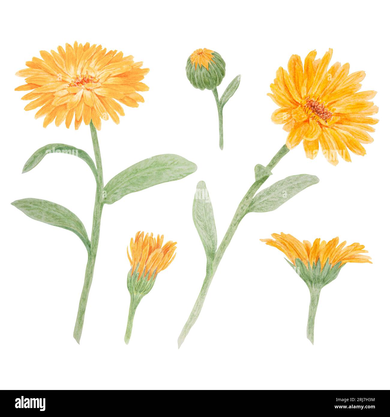 Set of orange calendula officinalis watercolor hand drawn illustrations ...