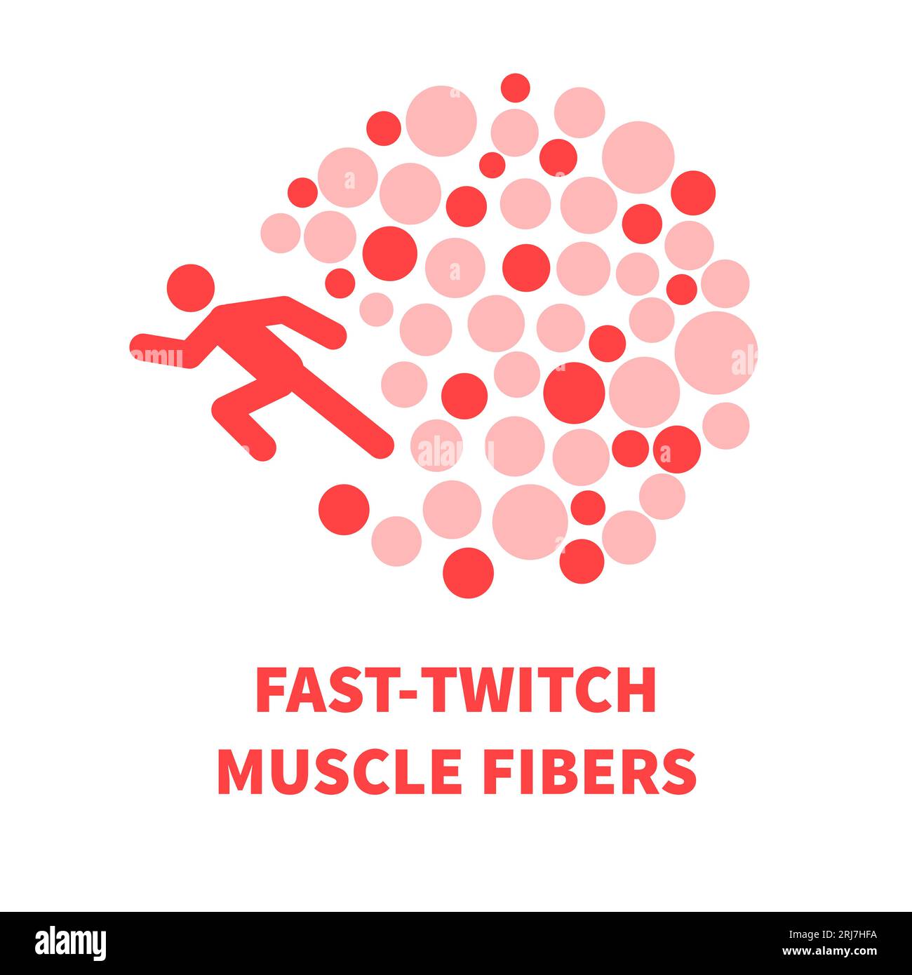Fast twitch white muscle fiber tissue illustration Stock Vector Image ...