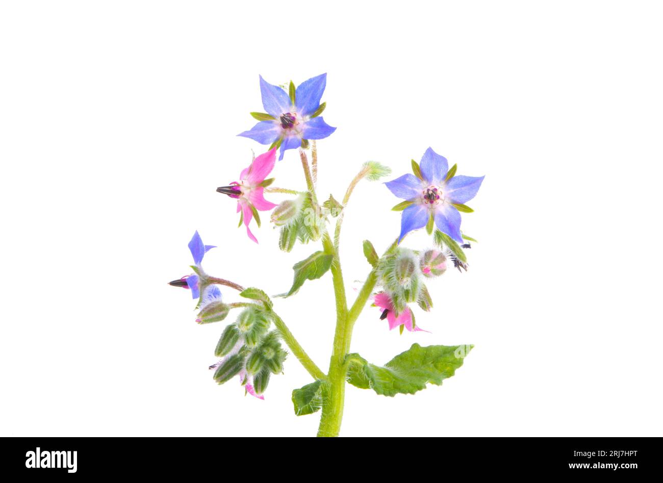 borage herb isolated on white background Stock Photo - Alamy
