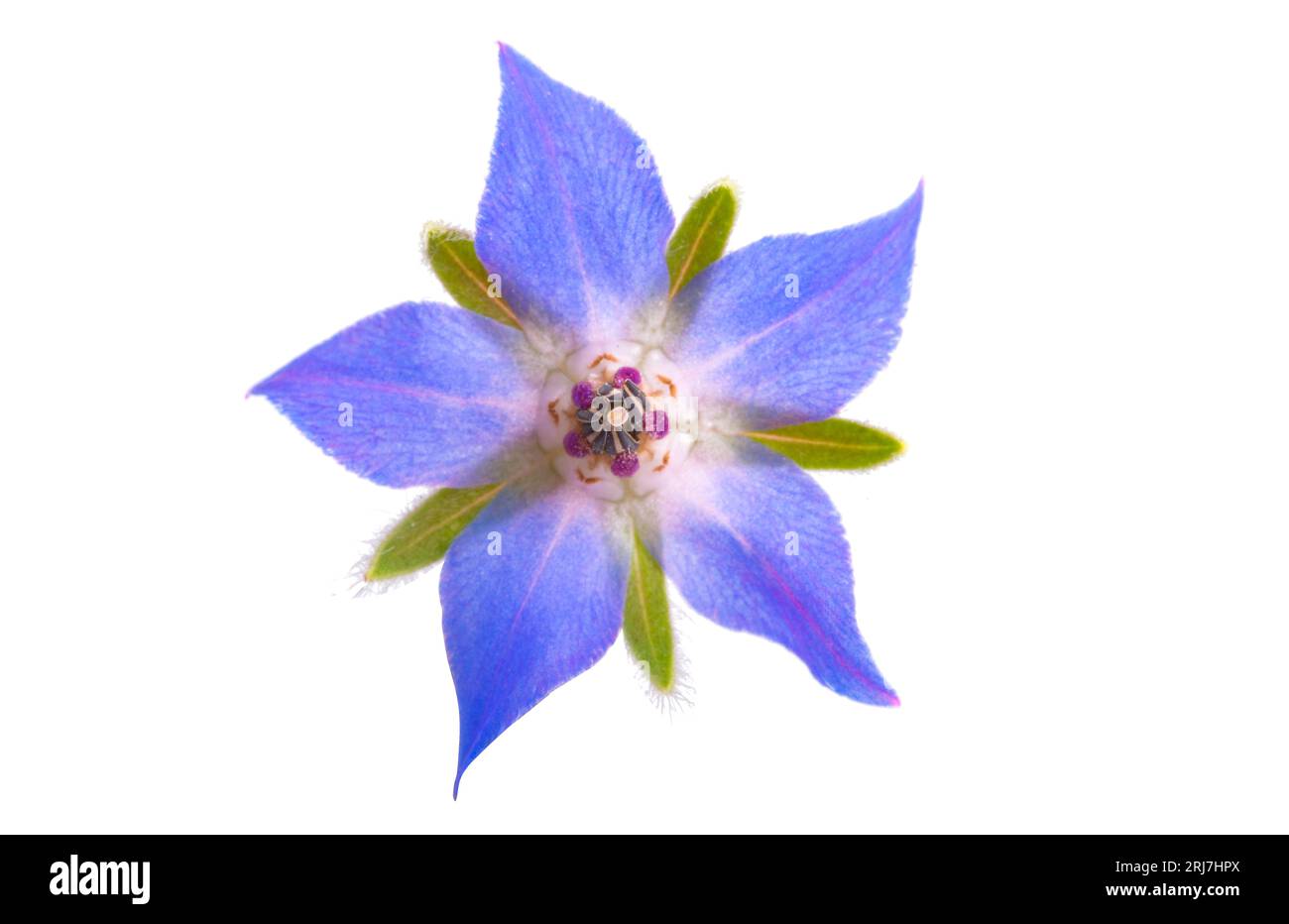 borage herb isolated on white background Stock Photo - Alamy