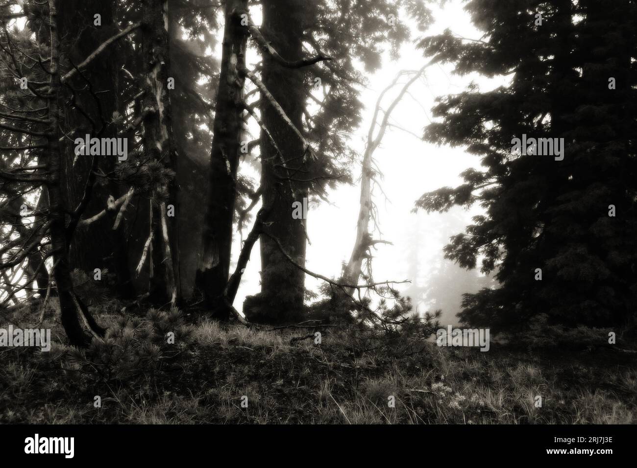 Misty forest at Crater Lake National Park, Oregon, USA. Evokes a ...