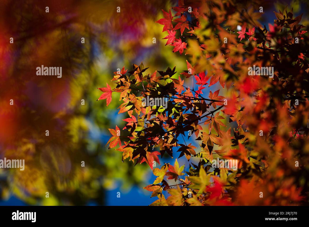 Tourism leaves hi-res stock photography and images - Alamy