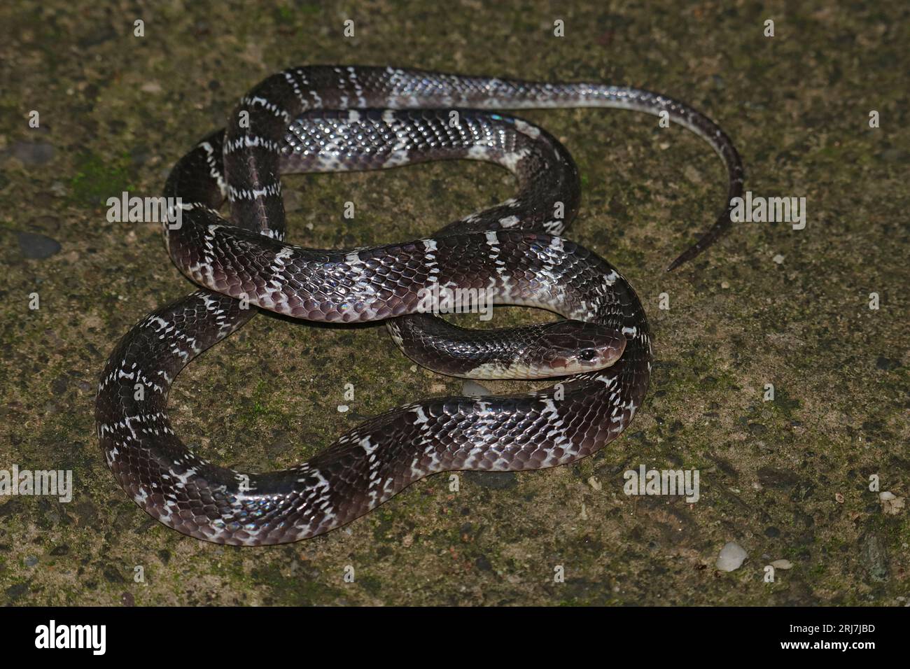 A nocturnal terrestrial elapid Common Krait (Bungarus caeruleus Stock ...