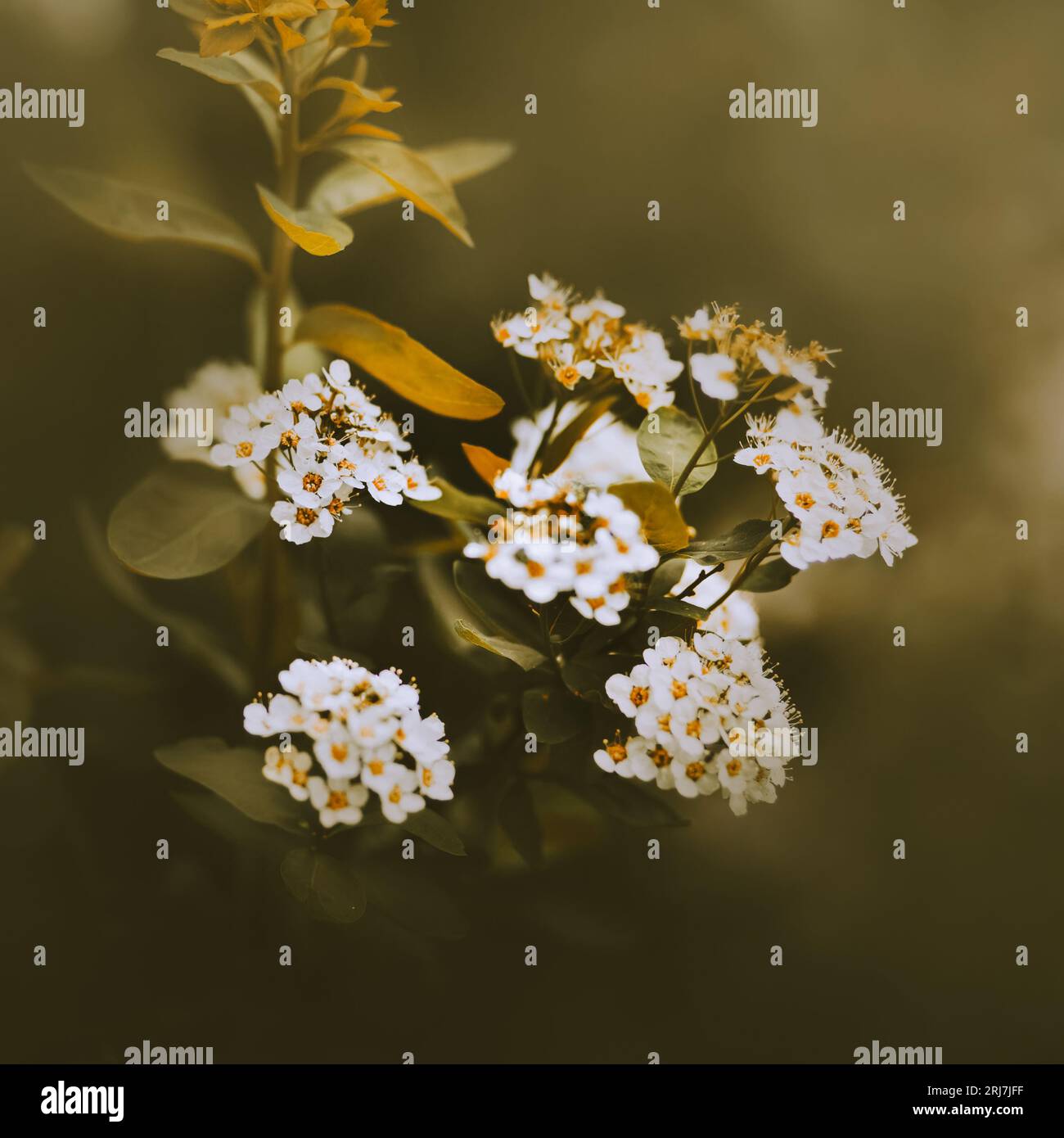 The ephemeral nature of life hi-res stock photography and images - Alamy