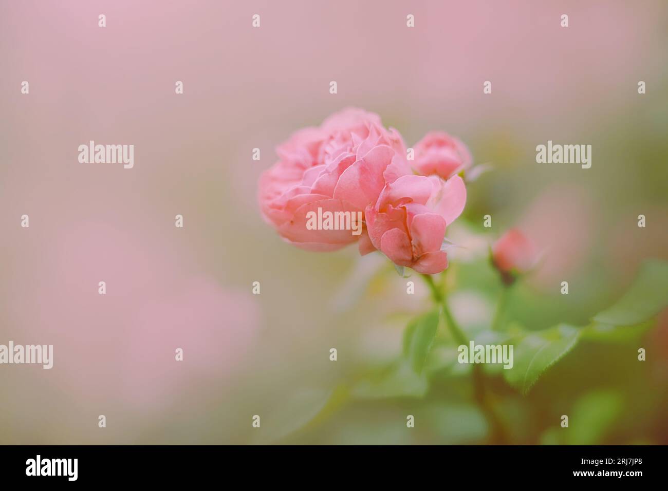 A delicate and beautiful rose flower with pink petals in full bloom in ...