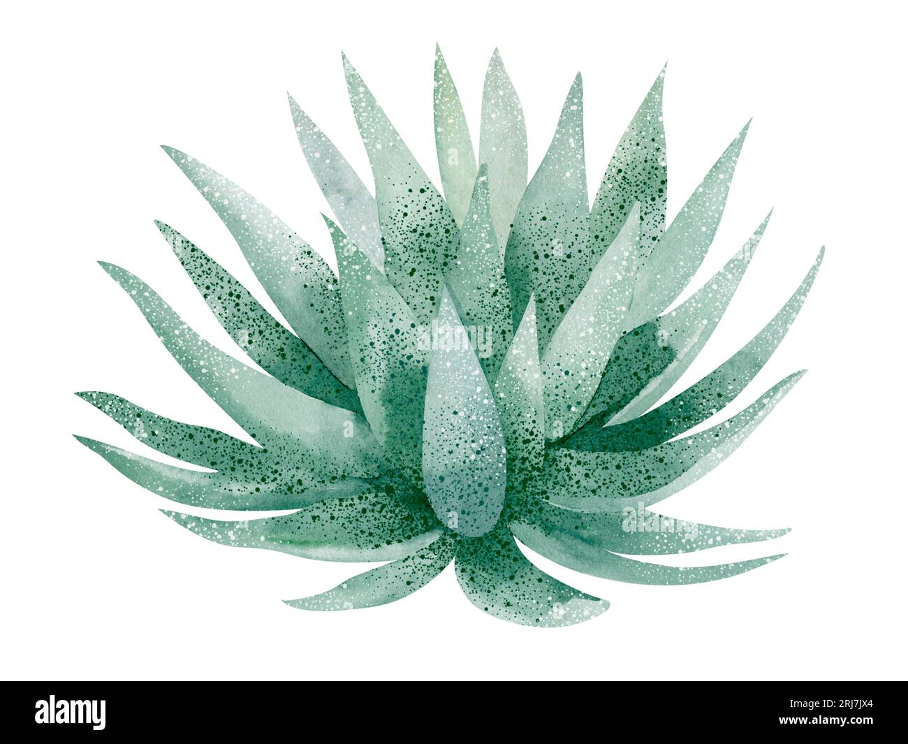 Watercolor cactus banners isolated on white background. Floral ...
