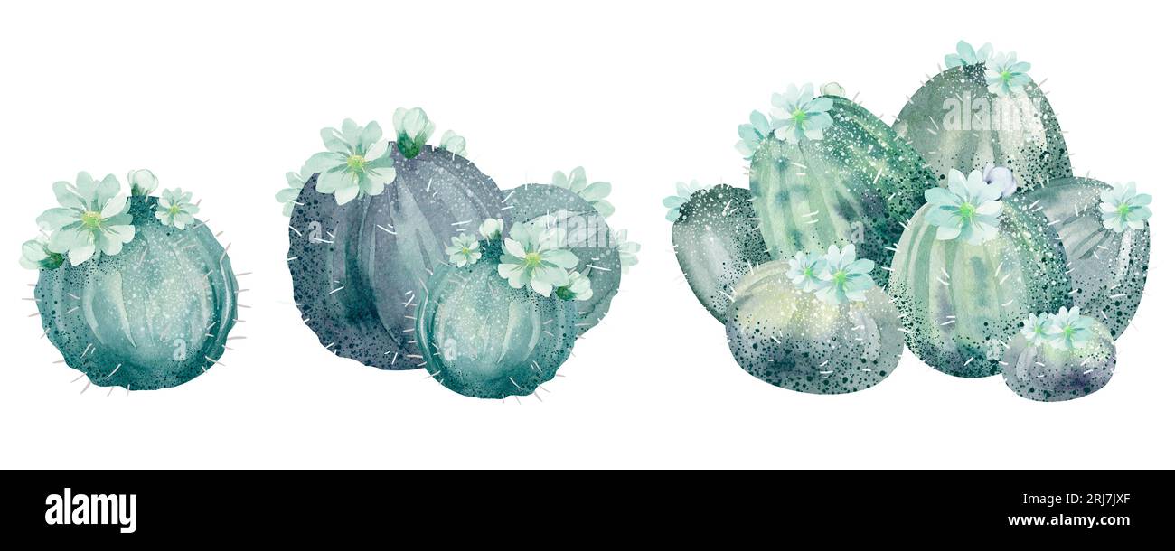 Watercolor cactus banners isolated on white background. Floral ...