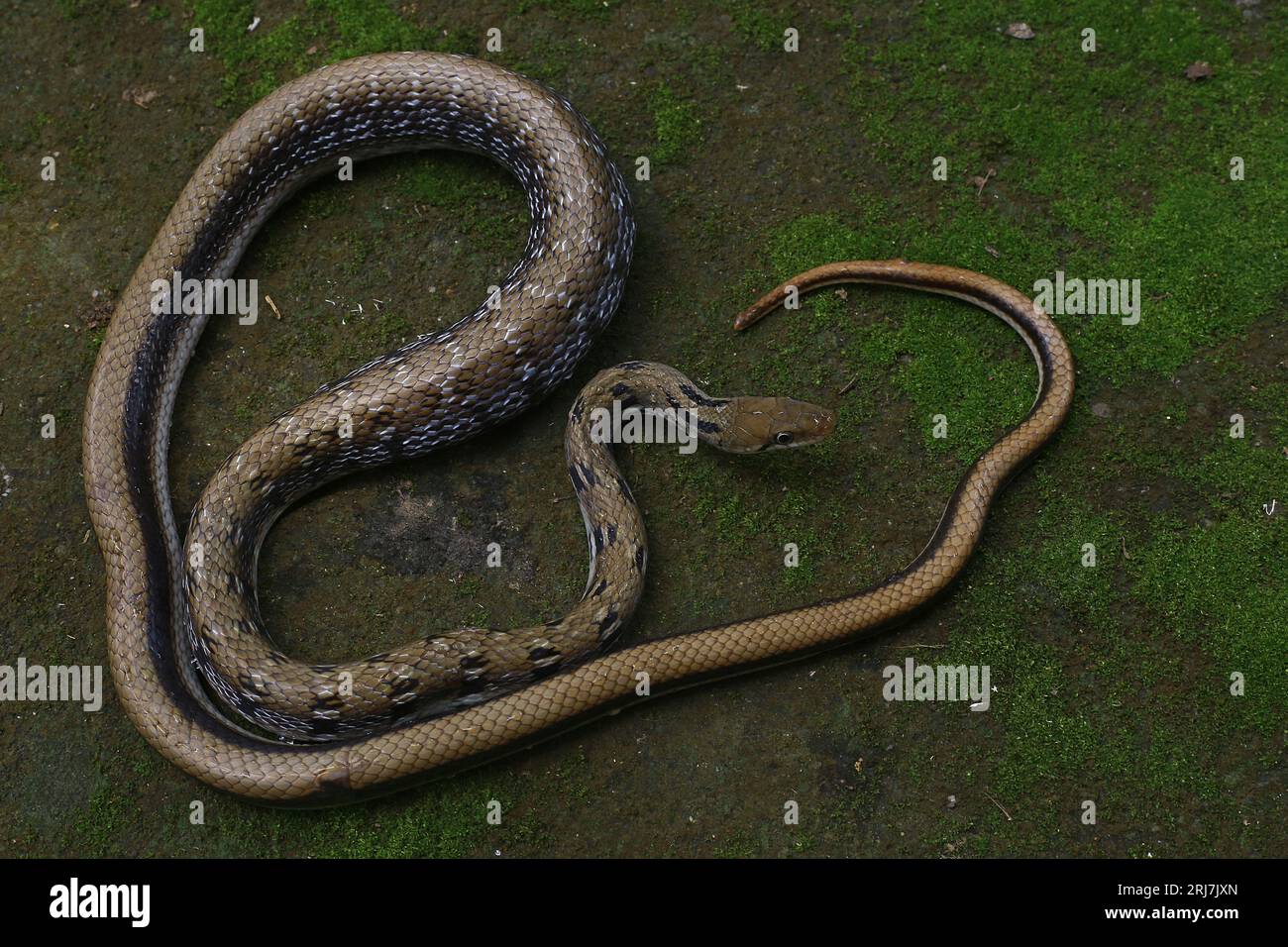 A nonvenomous terrestrial colubrid and one of the old-world ratsnakes ...