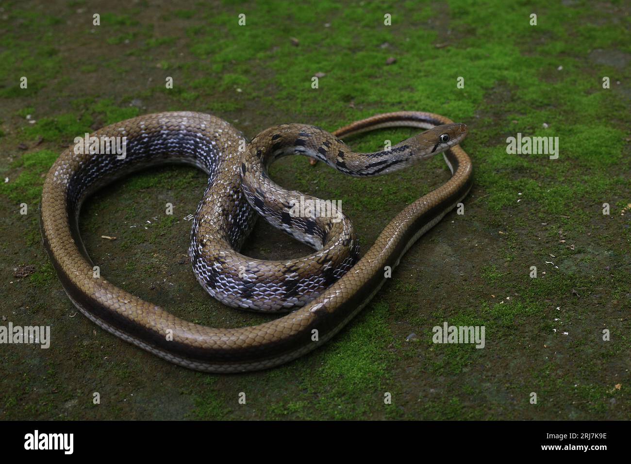 A nonvenomous terrestrial colubrid and one of the old-world ratsnakes ...