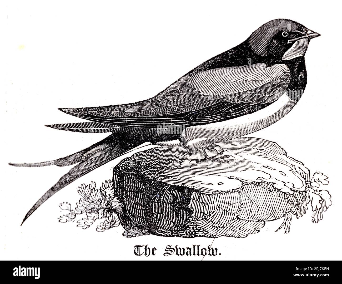 William hone hi-res stock photography and images - Alamy