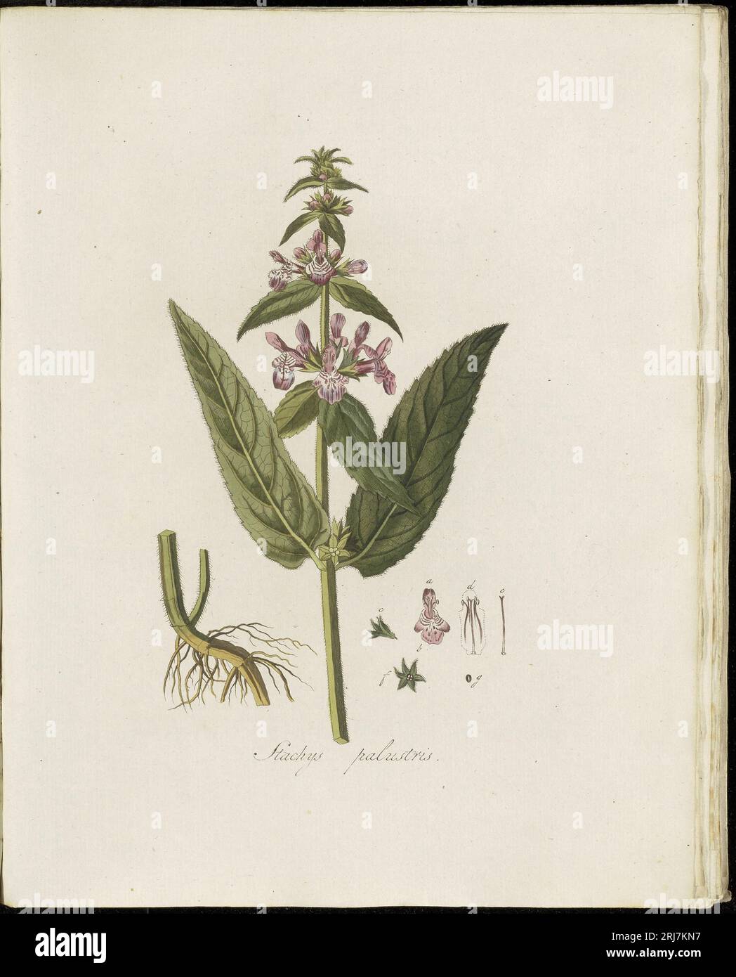 Plate 0106, Flora Batava (KB), volume 2 by Georgius Jacobus Johannes ...