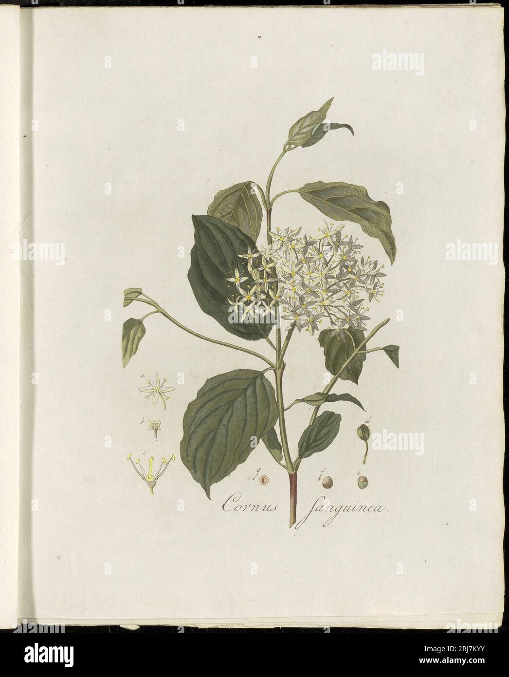 Plate 0132, Flora Batava (KB), volume 2 by Georgius Jacobus Johannes ...