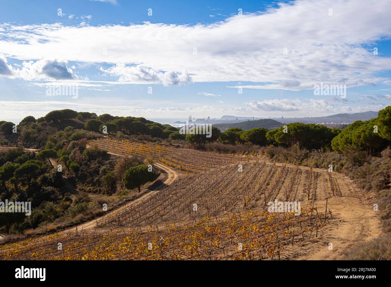 Landscape with vineyards during autumn in the Alella denomination of ...
