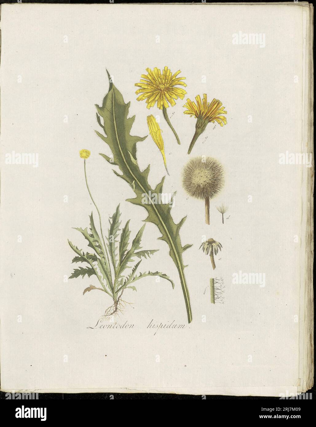 Plate 0139, Flora Batava (KB), volume 2 by Georgius Jacobus Johannes ...