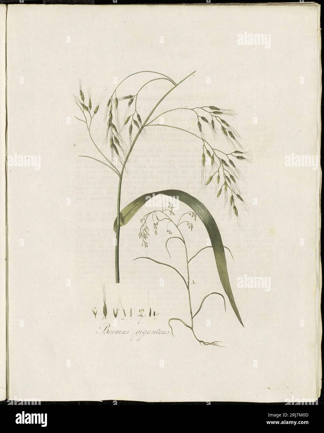 Flora batava plate hi-res stock photography and images - Alamy