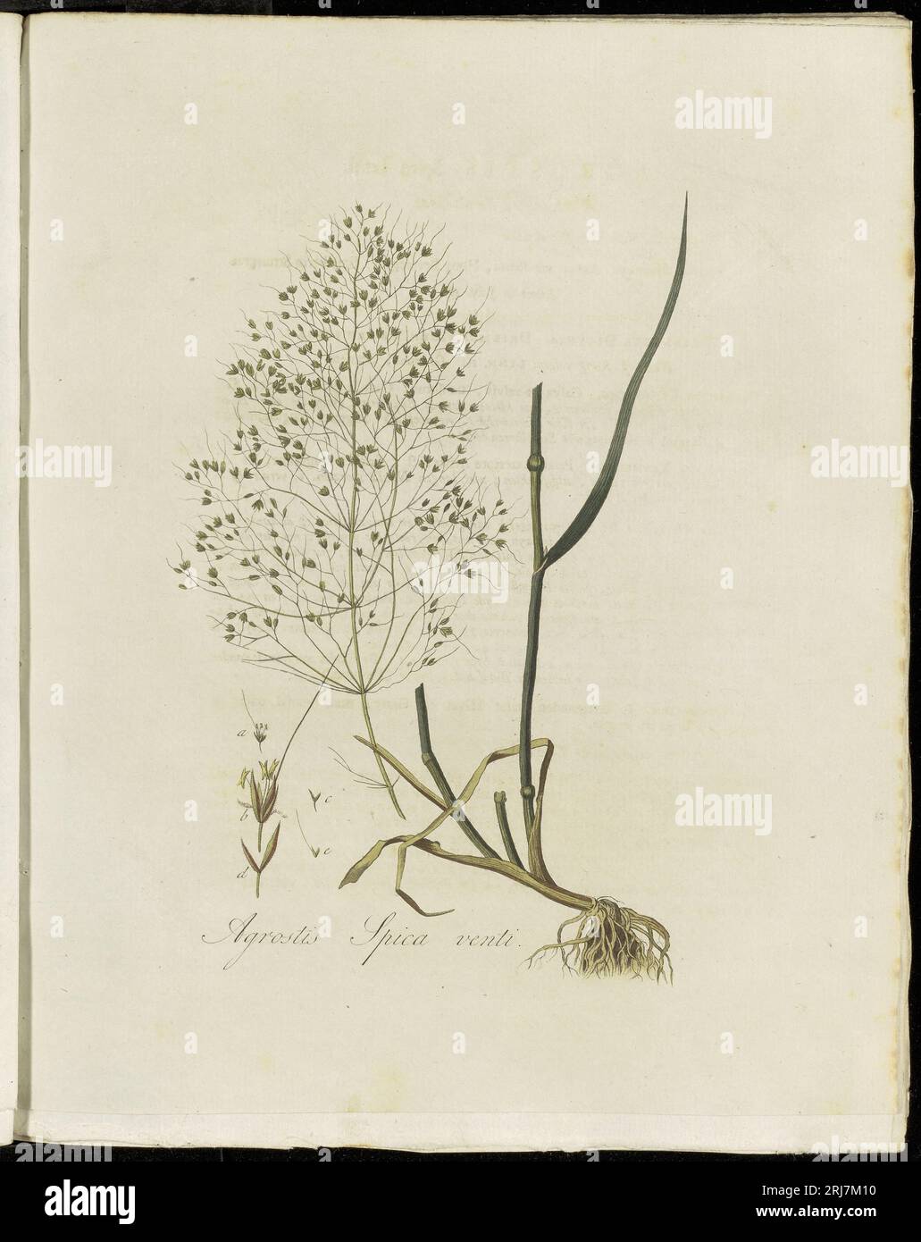 Plate 0151, Flora Batava (KB), volume 2 by Georgius Jacobus Johannes ...