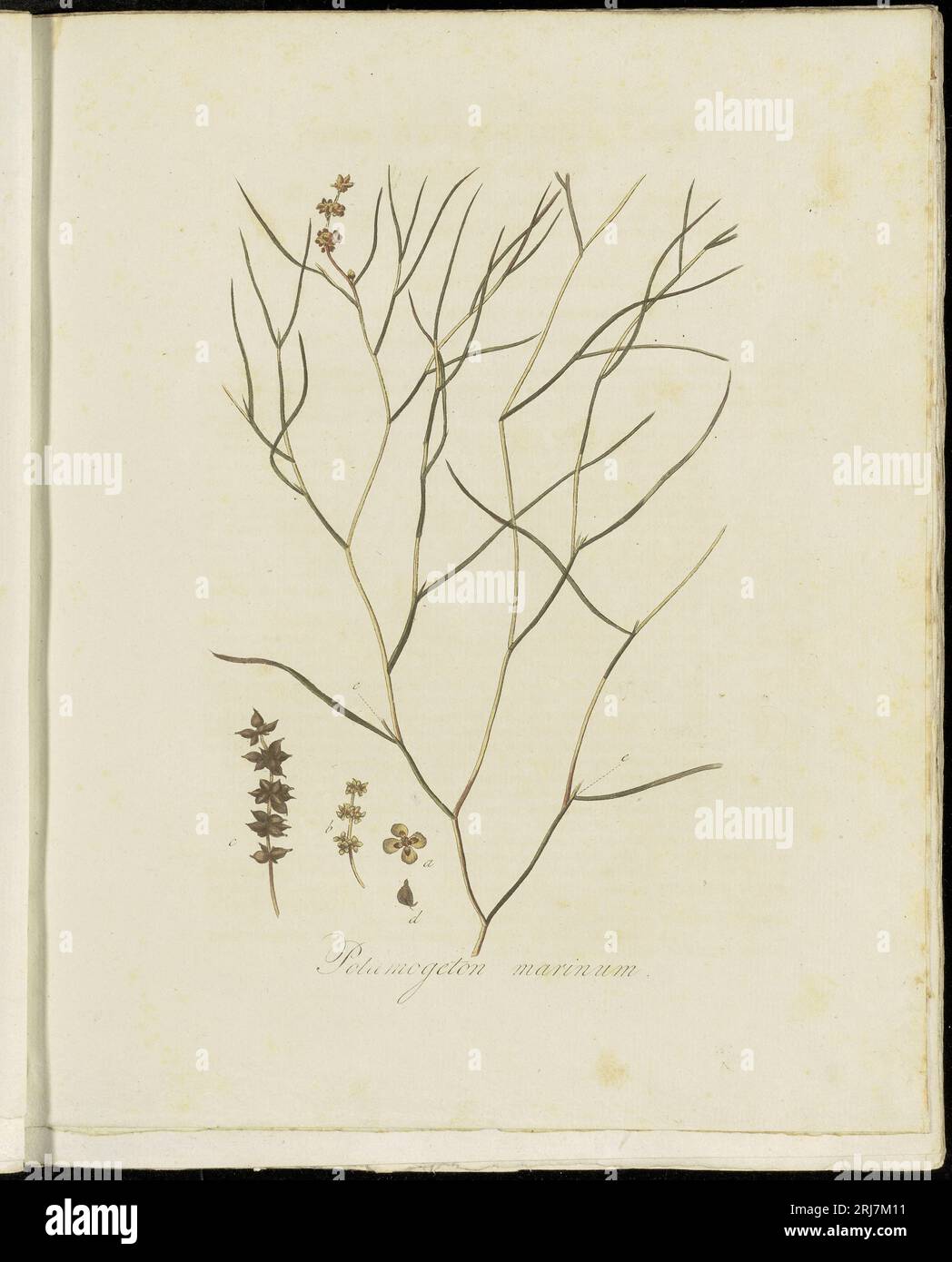 Plate 0152, Flora Batava (KB), volume 2 by Georgius Jacobus Johannes ...