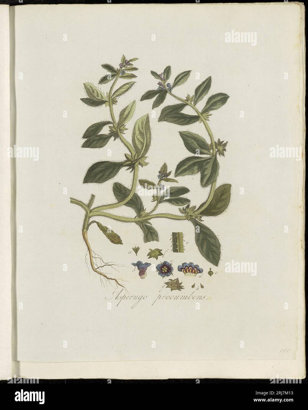 Plate 0153, Flora Batava (KB), volume 2 by Georgius Jacobus Johannes ...