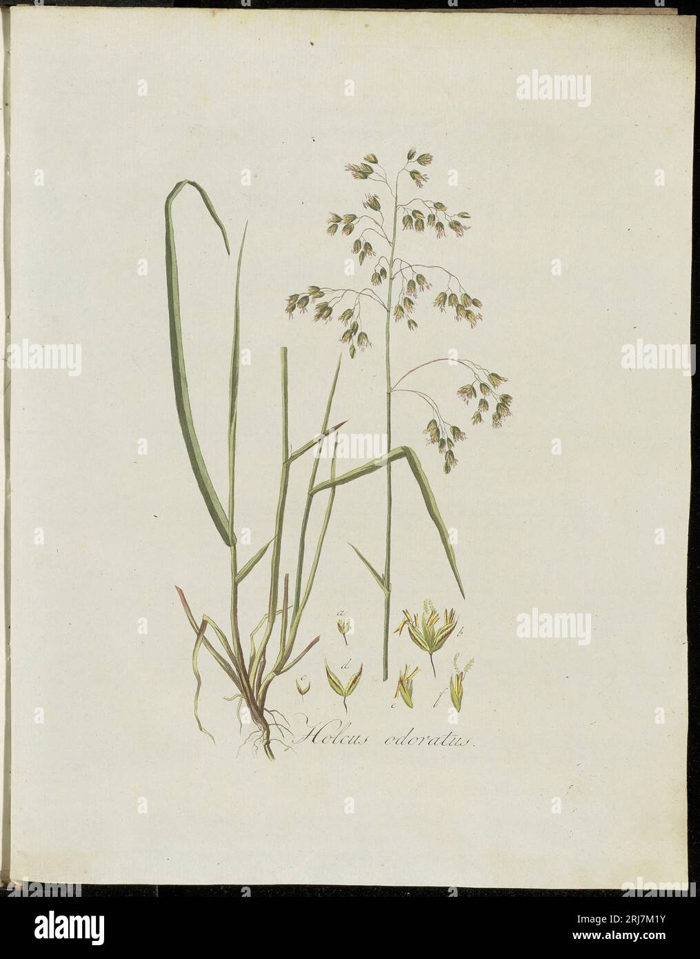 Plate 0170, Flora Batava (KB), volume 3 by Georgius Jacobus Johannes ...