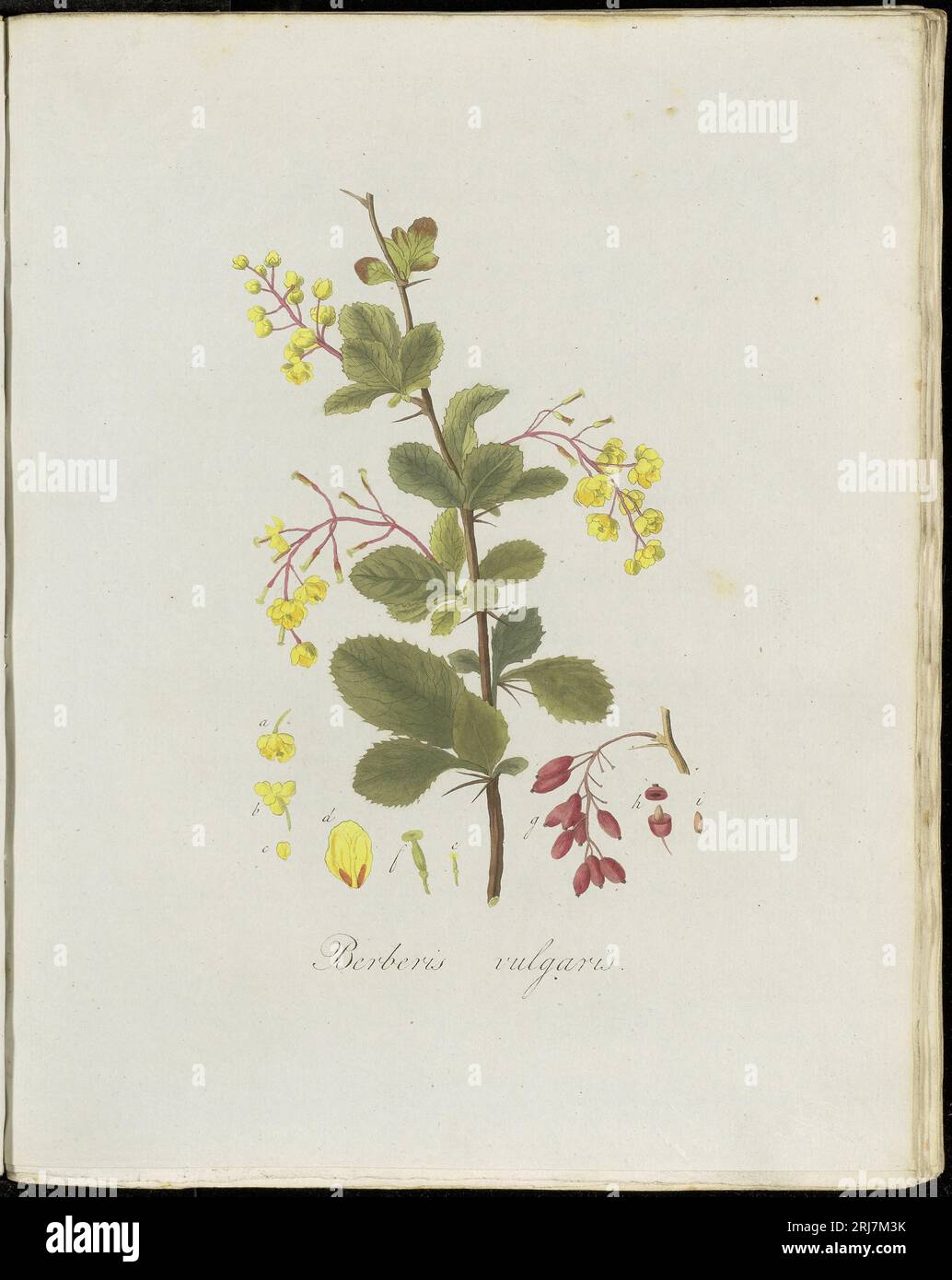 Plate 0175, Flora Batava (KB), volume 3 by Georgius Jacobus Johannes ...