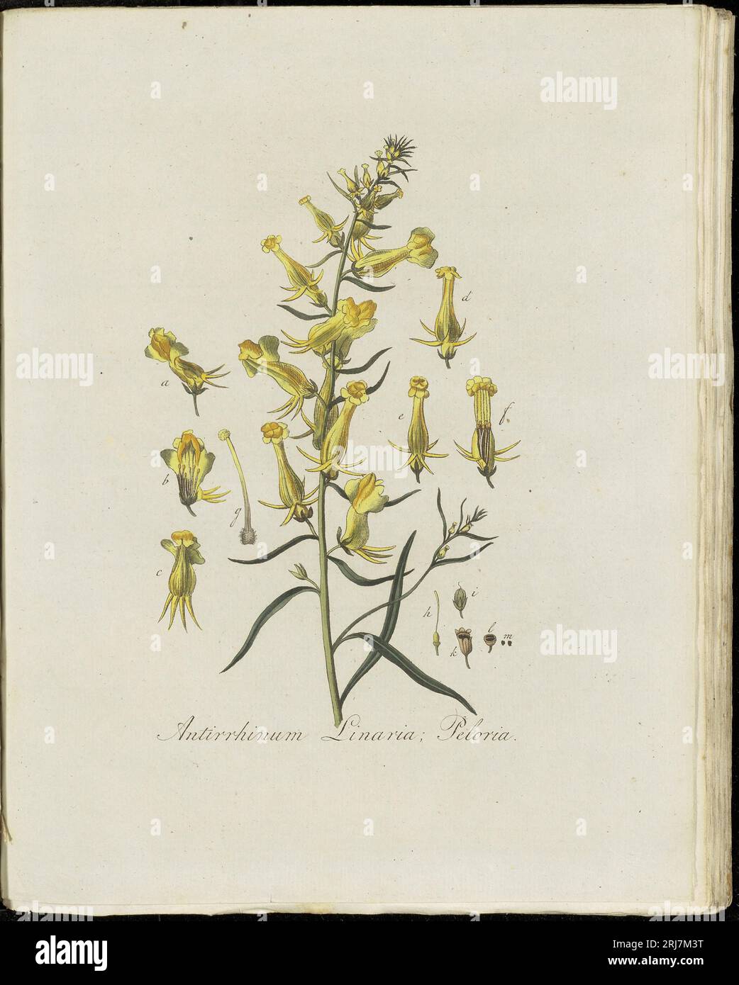 Plate 0177, Flora Batava (KB), volume 3 by Georgius Jacobus Johannes ...