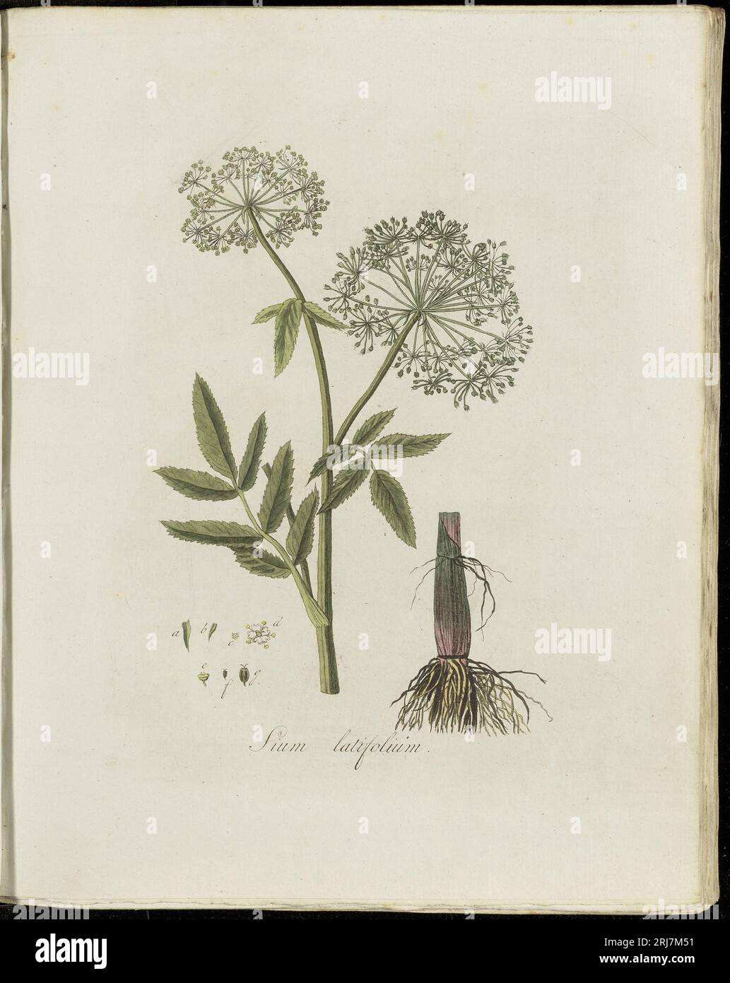 Plate 0182, Flora Batava (KB), volume 3 by Georgius Jacobus Johannes ...