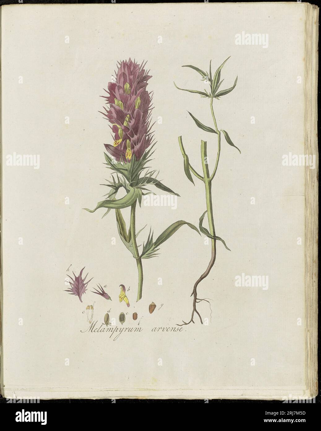 Plate 0189, Flora Batava (KB), volume 3 by Georgius Jacobus Johannes ...