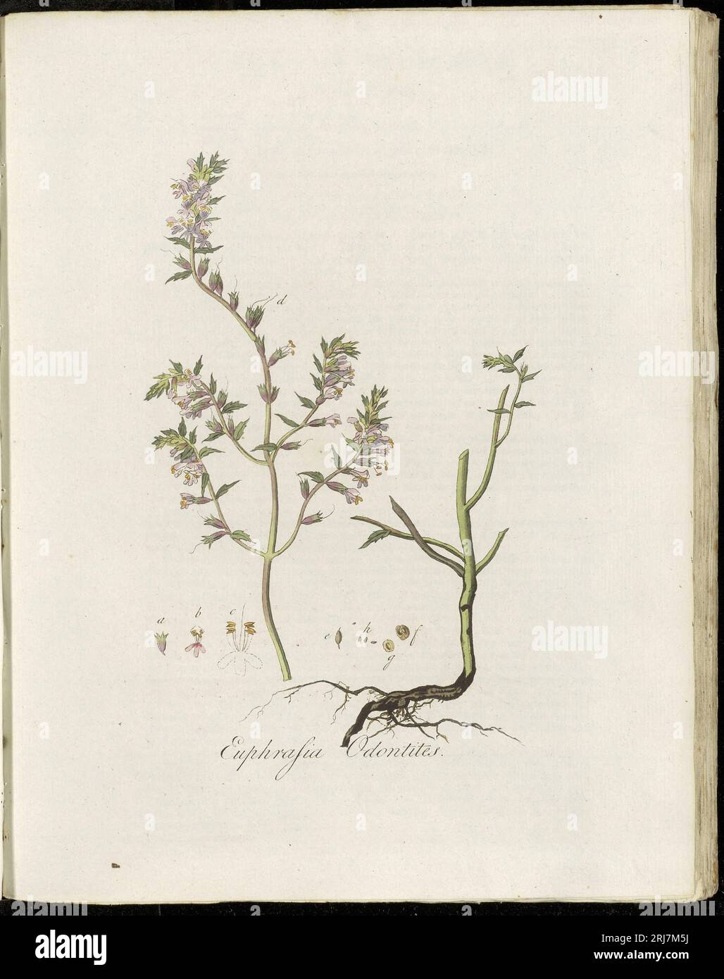 Plate 0194, Flora Batava (KB), volume 3 by Georgius Jacobus Johannes ...