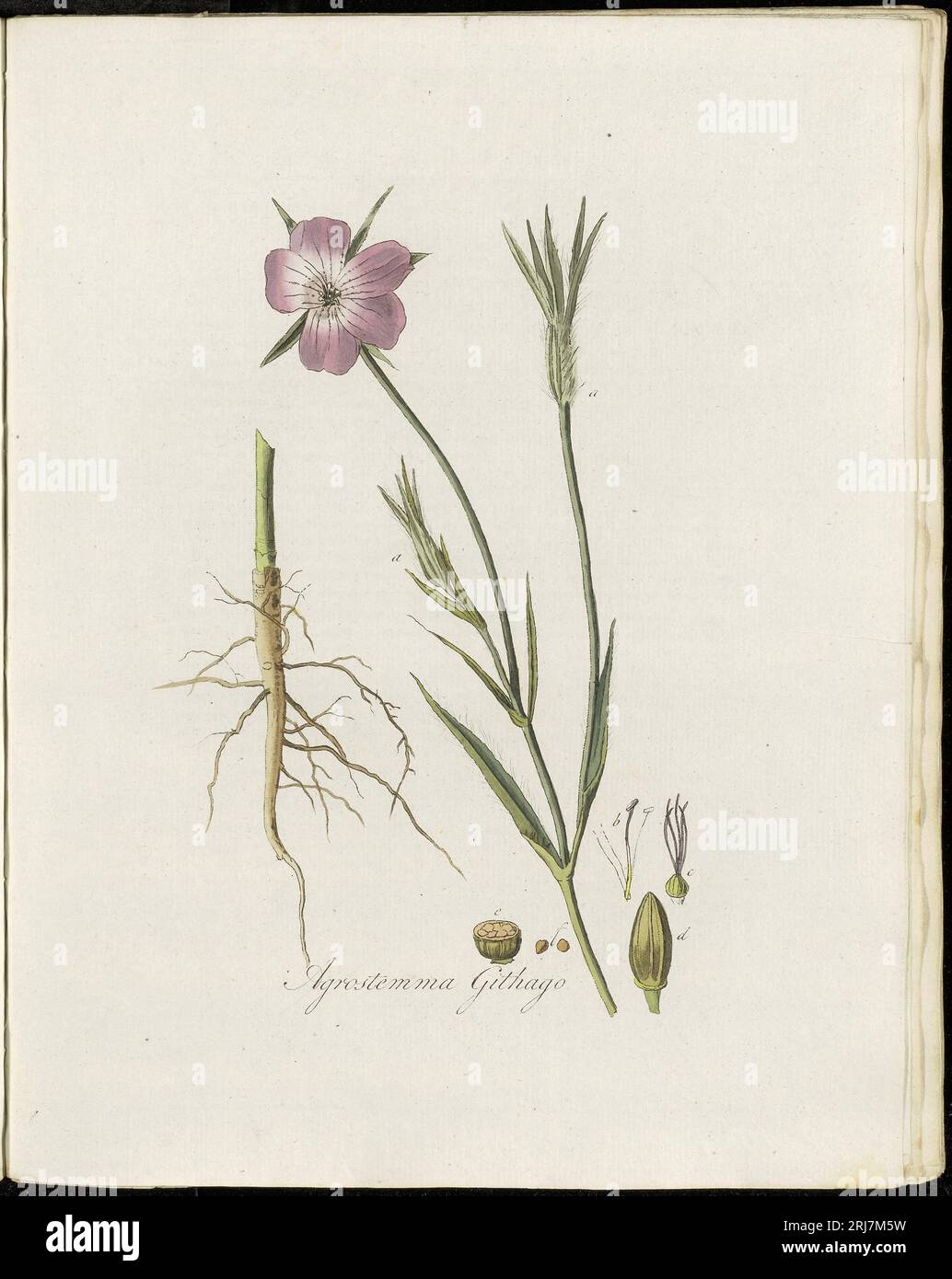 Plate 0197, Flora Batava (KB), volume 3 by Georgius Jacobus Johannes ...