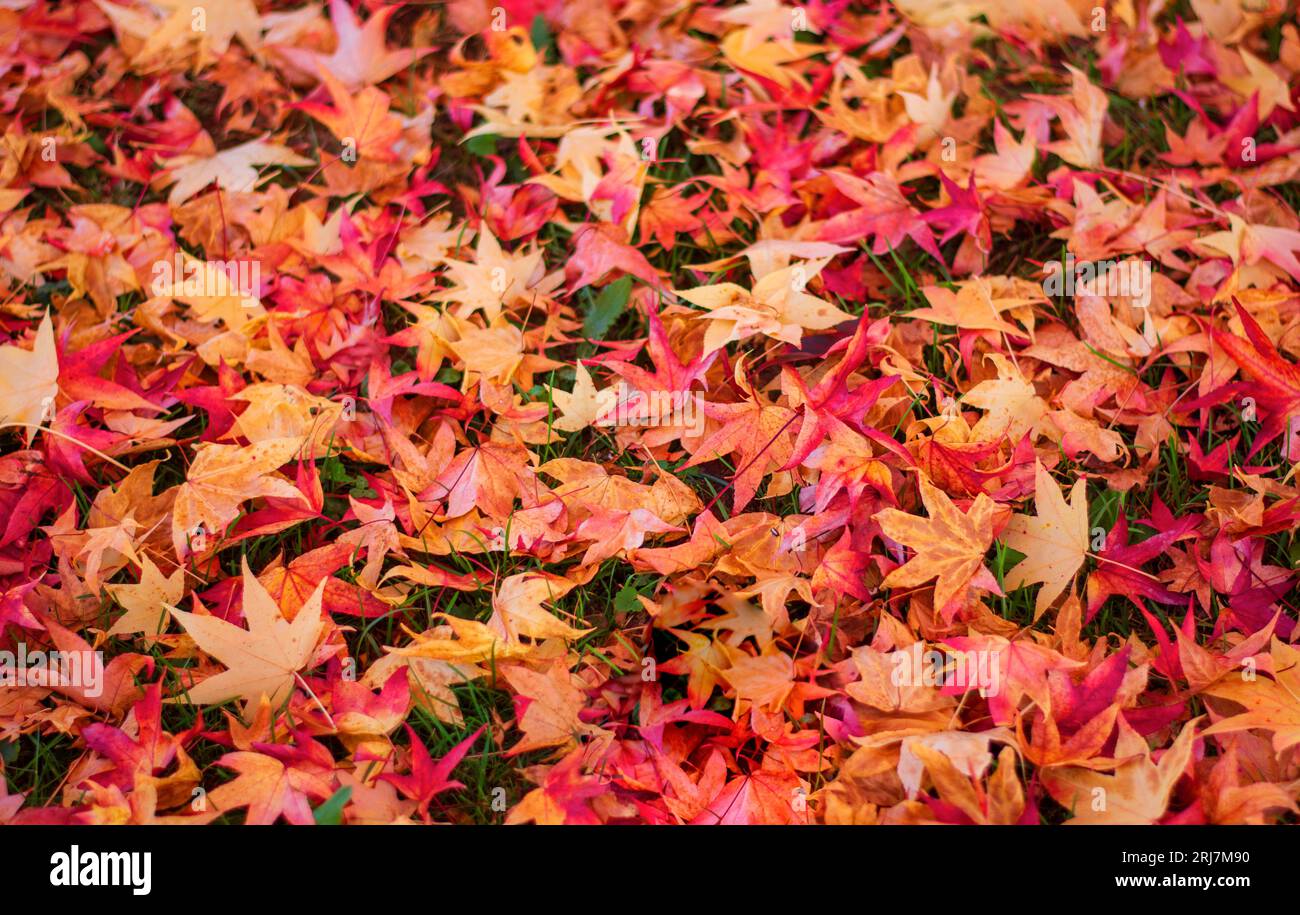 Saskatoon autumn colors hi-res stock photography and images - Alamy
