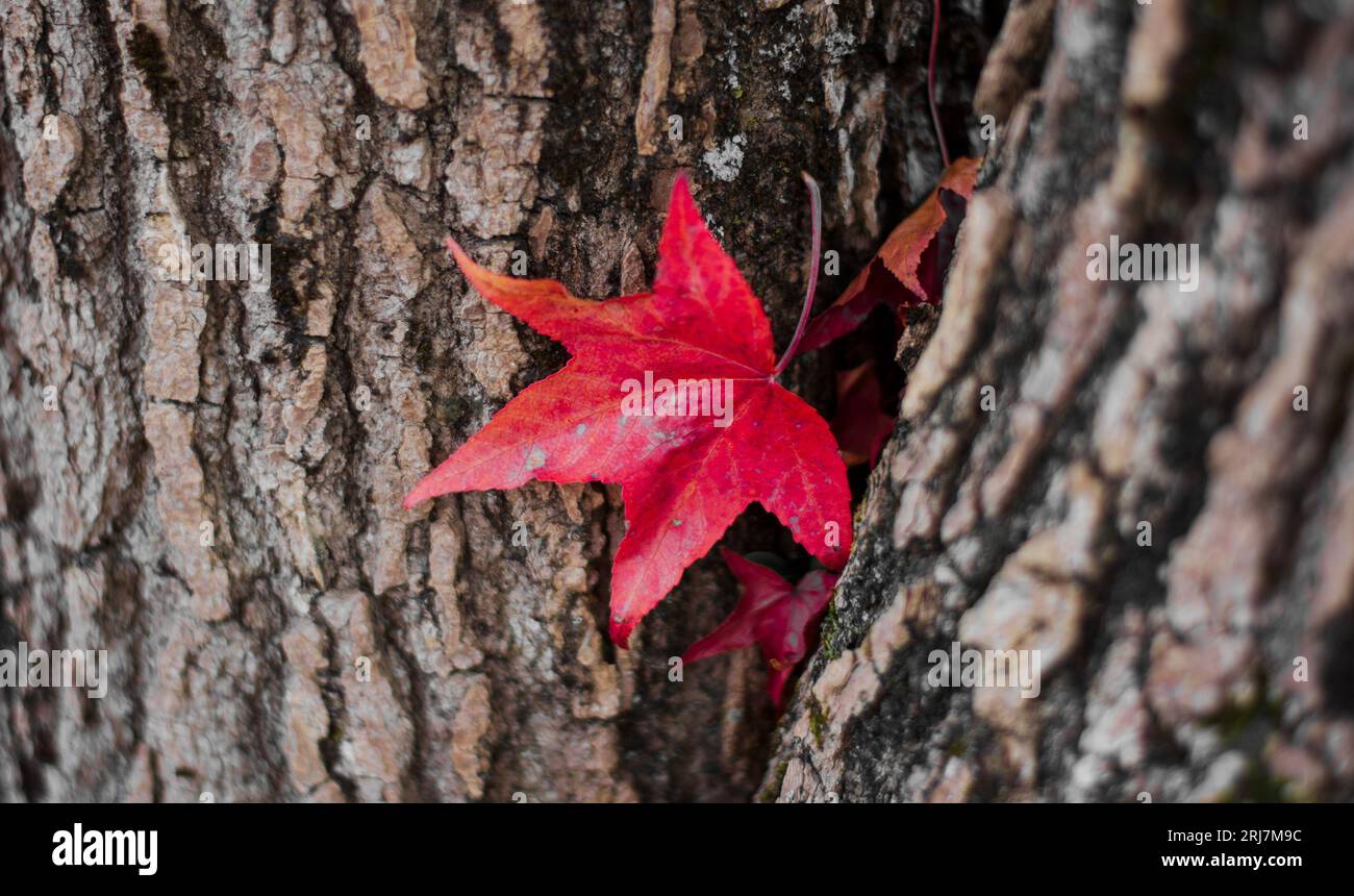 Yukon trunk hi-res stock photography and images - Alamy