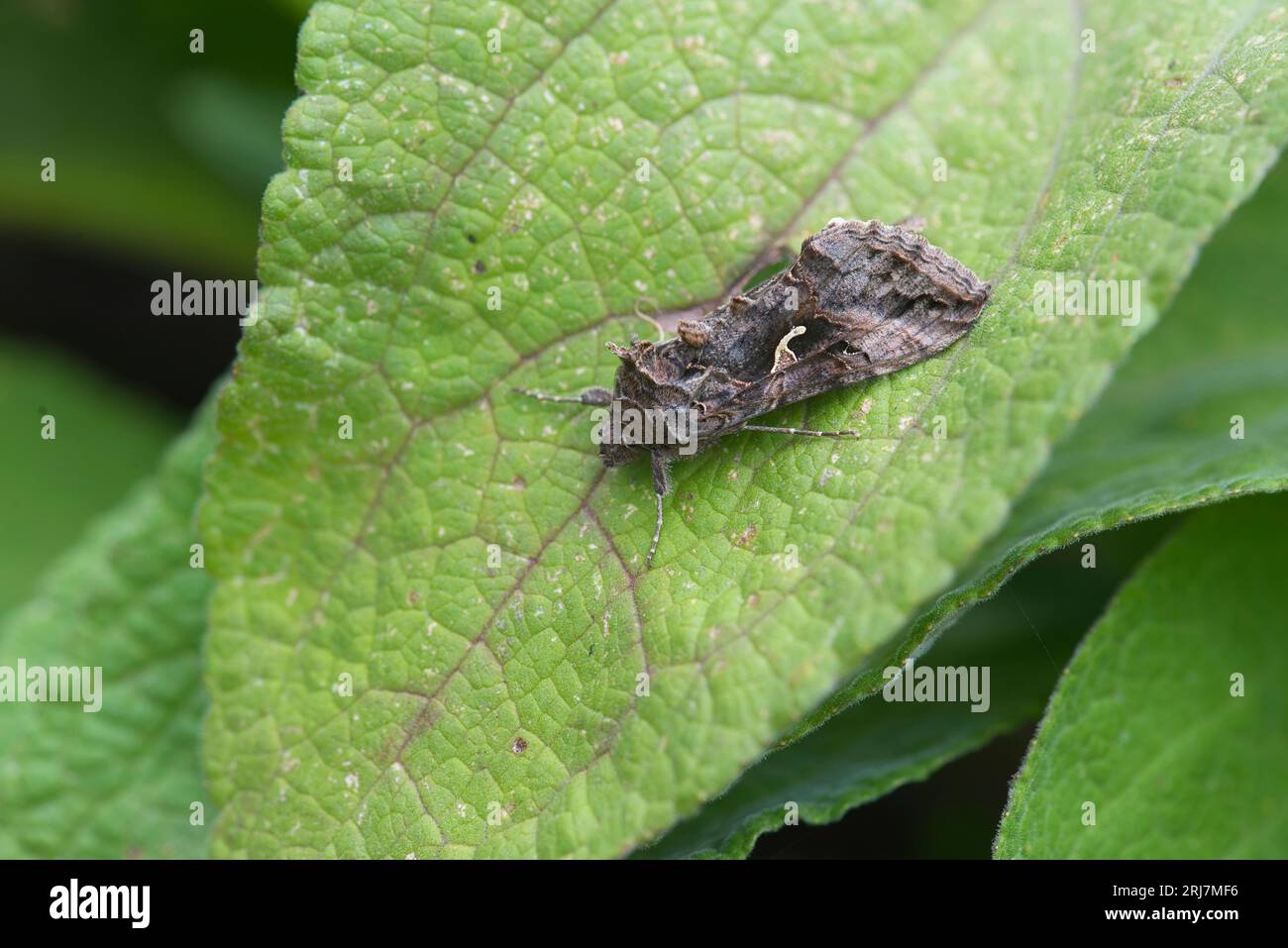 Silver Y moth (Autographa gamma) at rest. Named for the Y-shaped mark ...