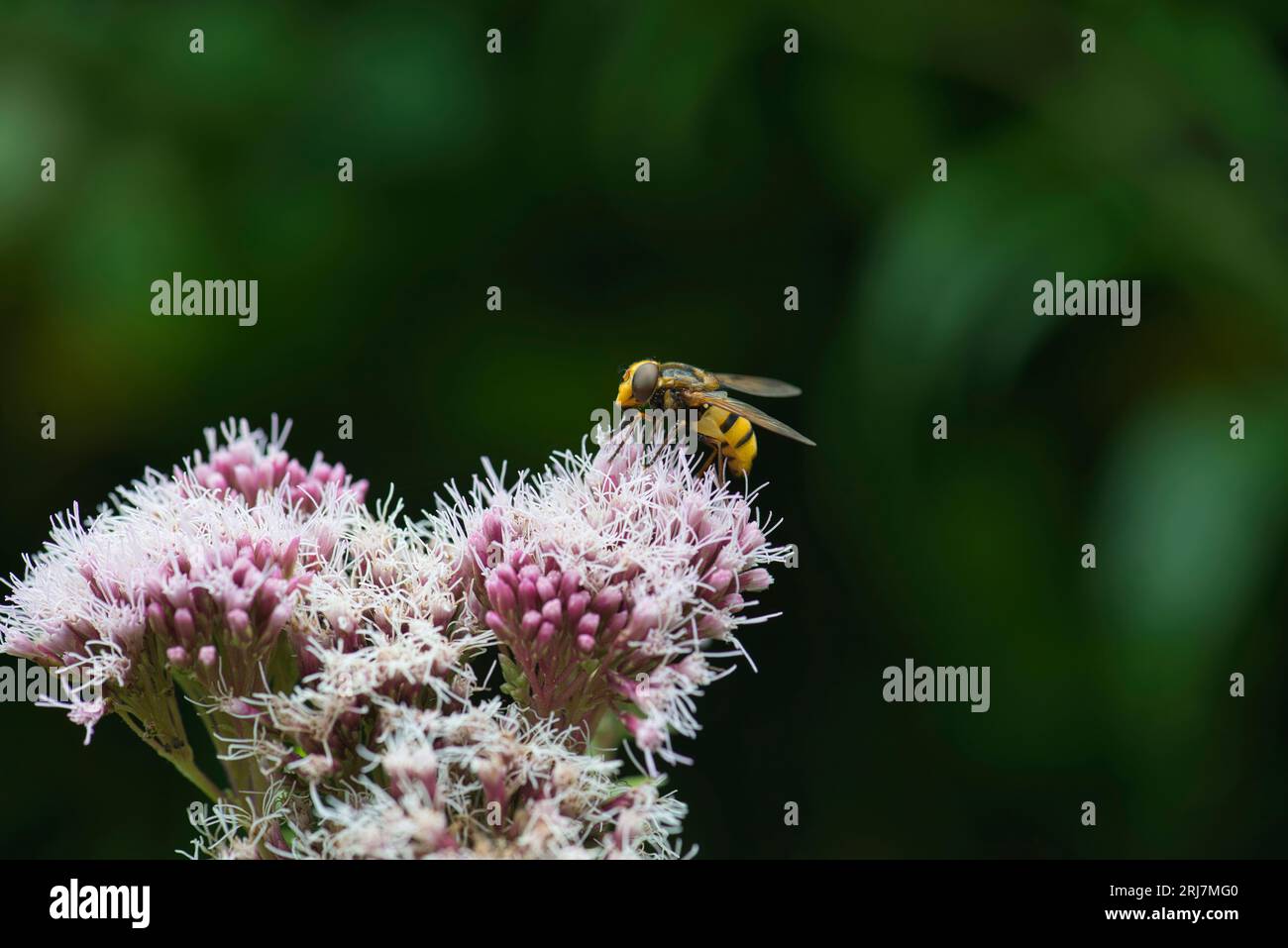 European hornet mimic hover-fly (Volucella zonaria Stock Photo - Alamy