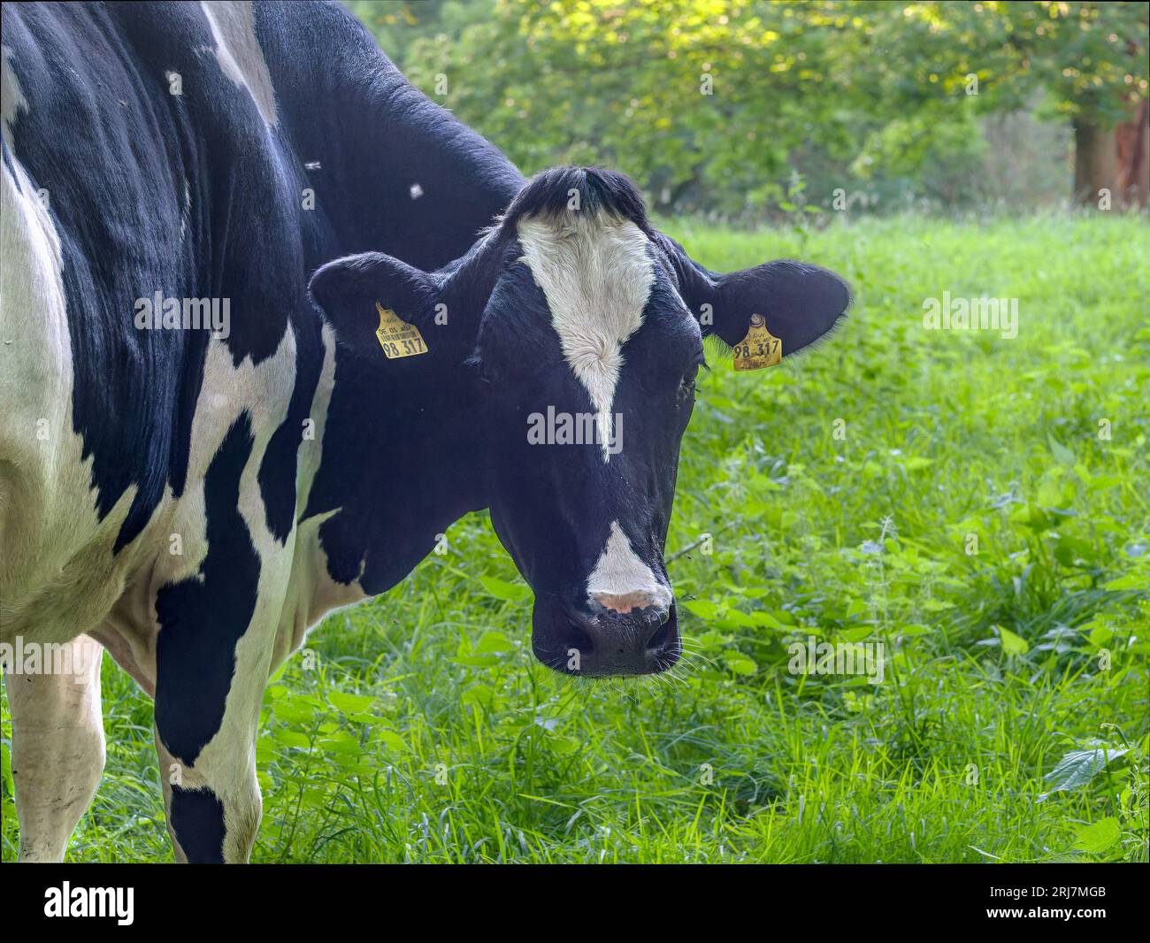 Grassing animals hi-res stock photography and images - Alamy