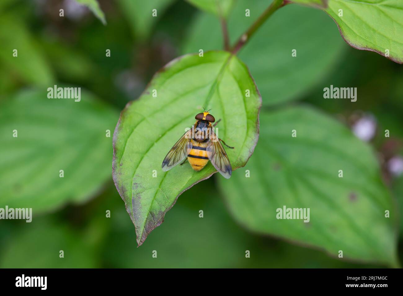 European hornet mimic hover-fly (Volucella zonaria Stock Photo - Alamy