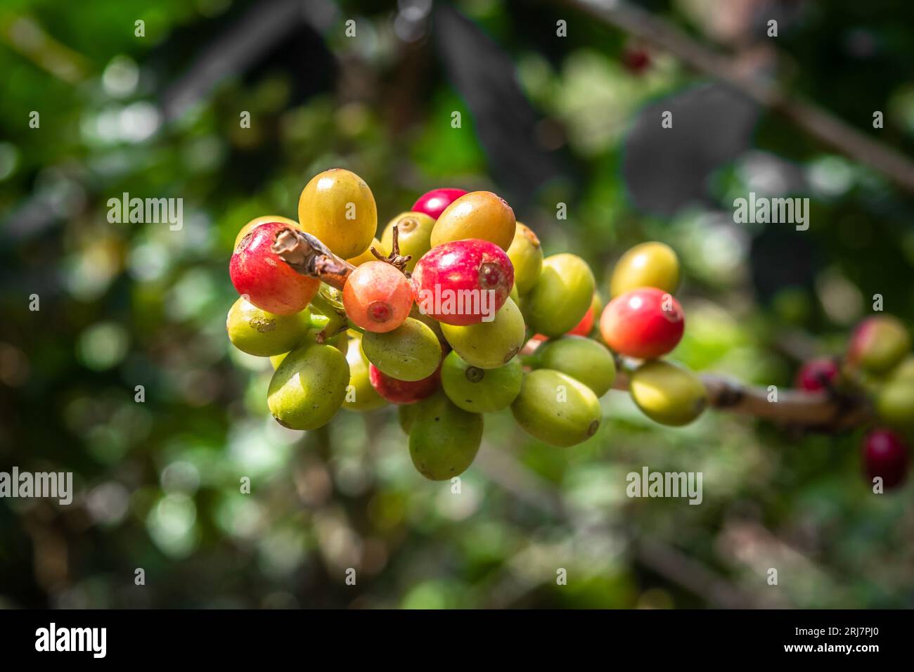 Peruvian Coffee Beans on the plant Stock Photo - Alamy
