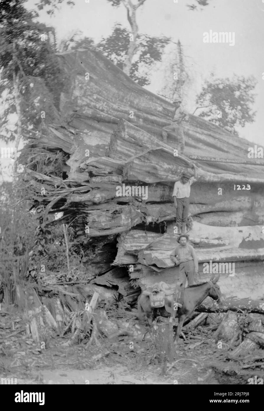 Tracado da ferrovia madeira mamore 1223 hi-res stock photography and ...