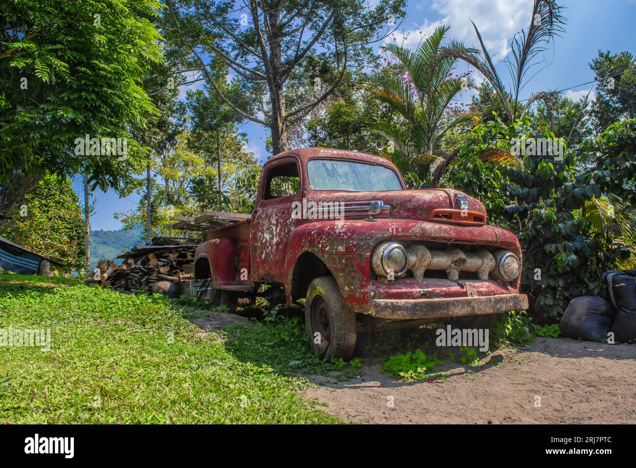 Old trees in jungle hi-res stock photography and images - Alamy