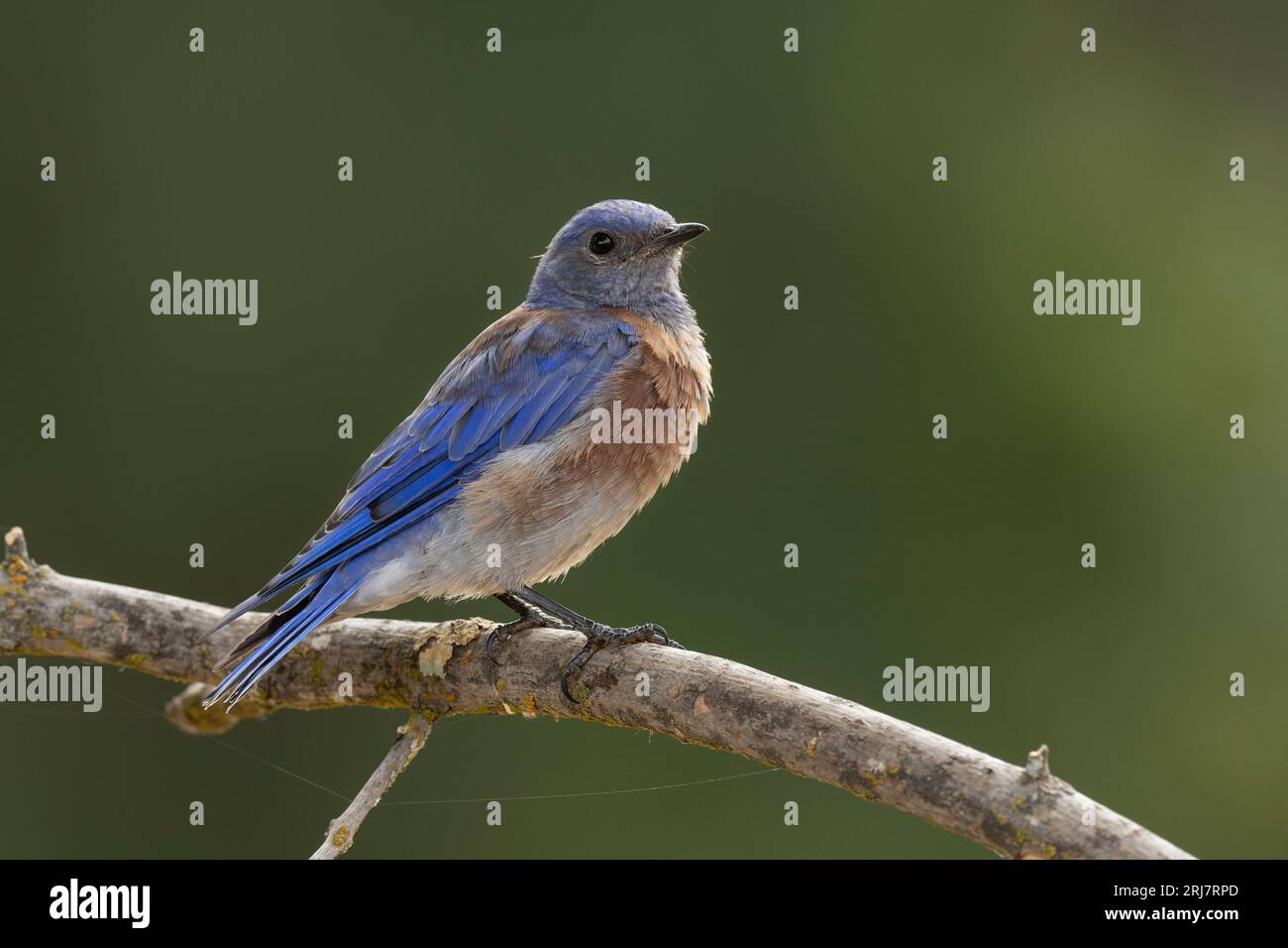Western Bluebird (Sialia mexicana) Sacramento County California USA ...