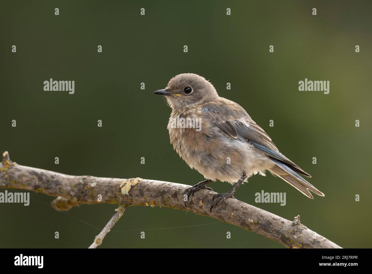 Western Bluebird (Sialia mexicana) Sacramento County California USA ...