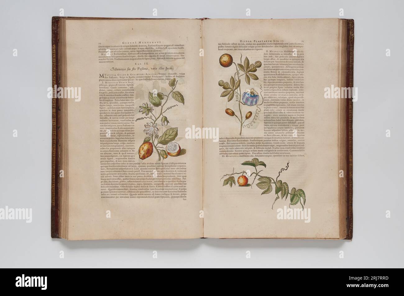 Ilustracoes hi-res stock photography and images - Alamy