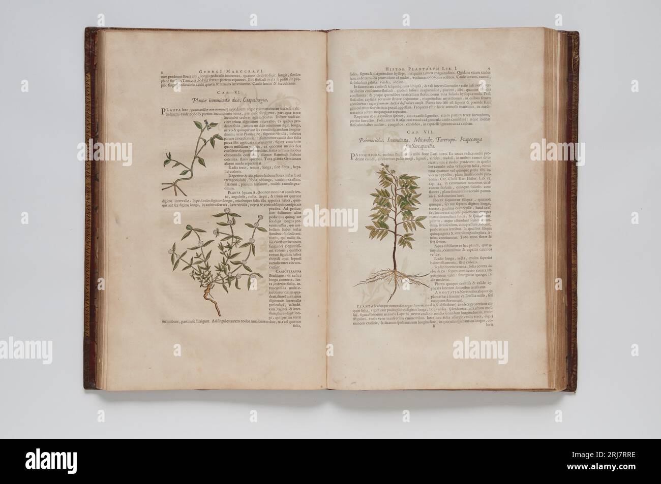 Georg marcgrave hi-res stock photography and images - Alamy