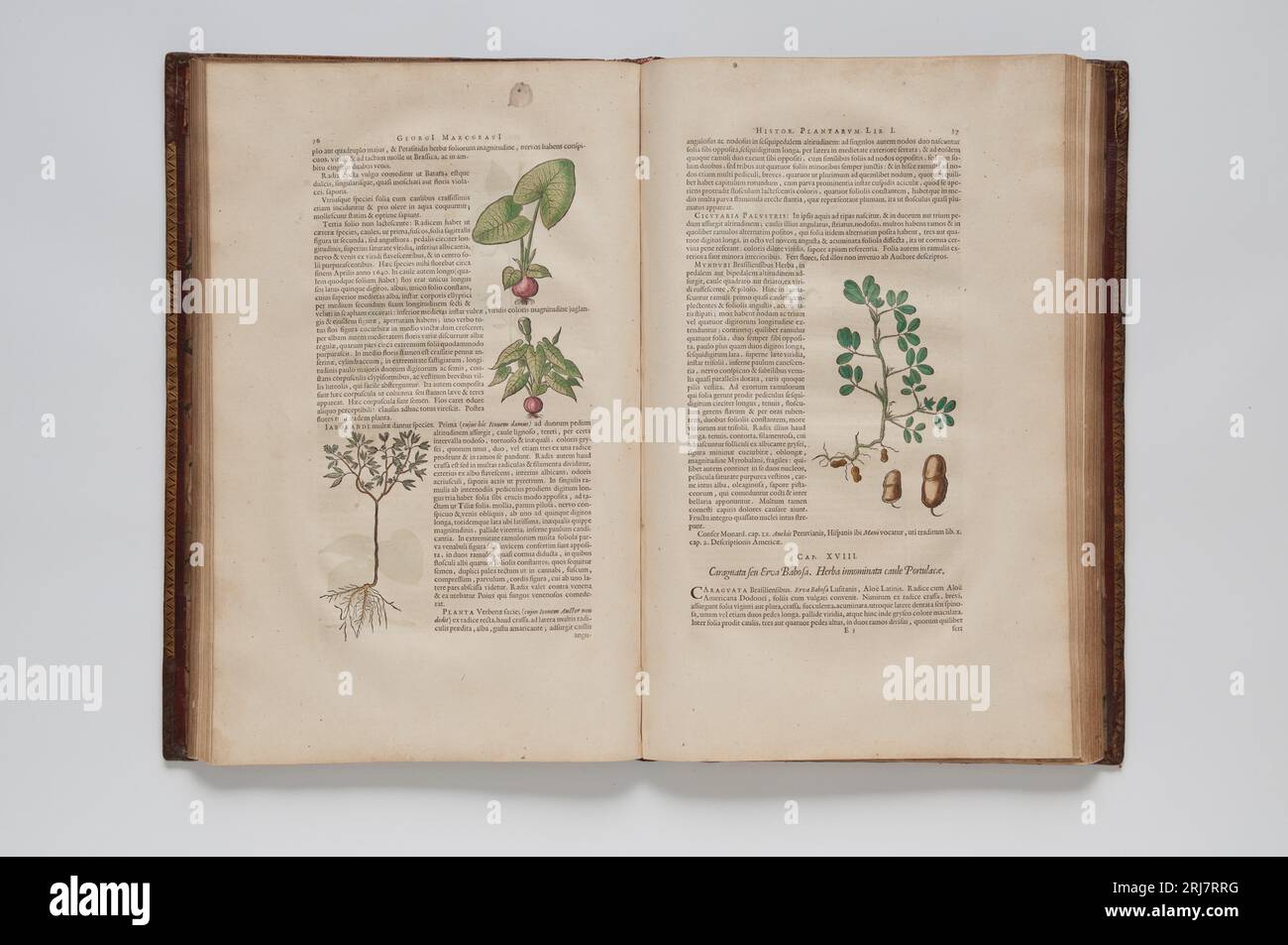 Marcgrave georg hi-res stock photography and images - Alamy